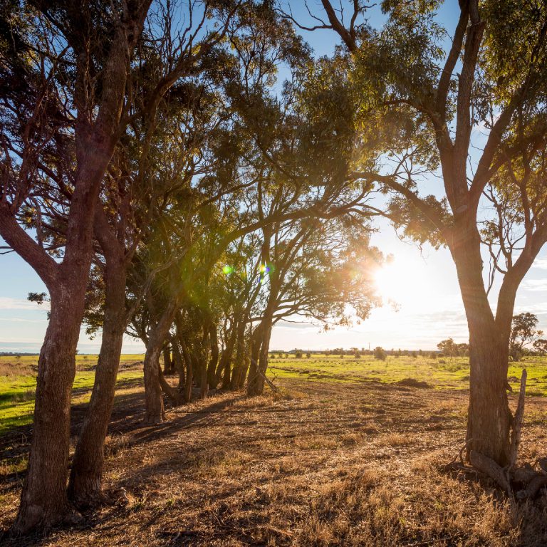 Luv-a-Duck – Australia’s Favourite Duck